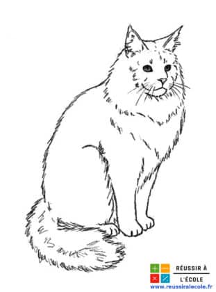 Coloriage Chat : 40 Dessins à imprimer (PDF)