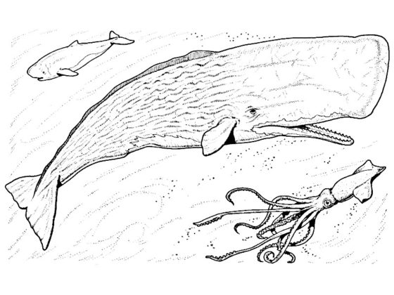 Coloriage Animaux Marins : 30 images à imprimer gratuitement