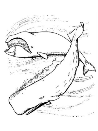 Coloriage Animaux Marins : 30 images à imprimer gratuitement