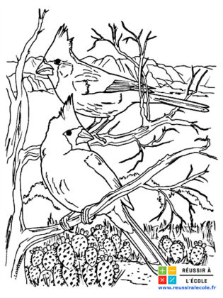 Coloriage Oiseau : 33 images à imprimer gratuitement