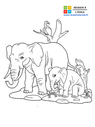 Coloriage Animaux : 50 dessins à imprimer (PDF et JPG)