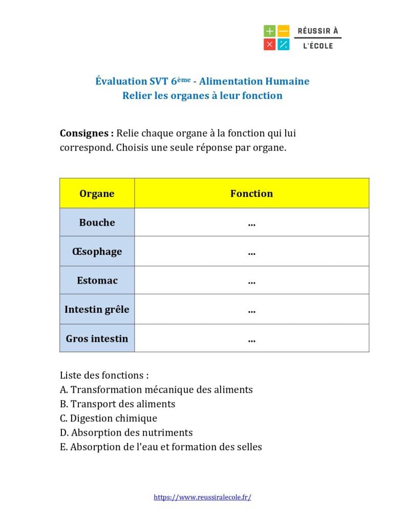 Évaluation SVT 6ème Alimentation Humaine PDF avec Correction